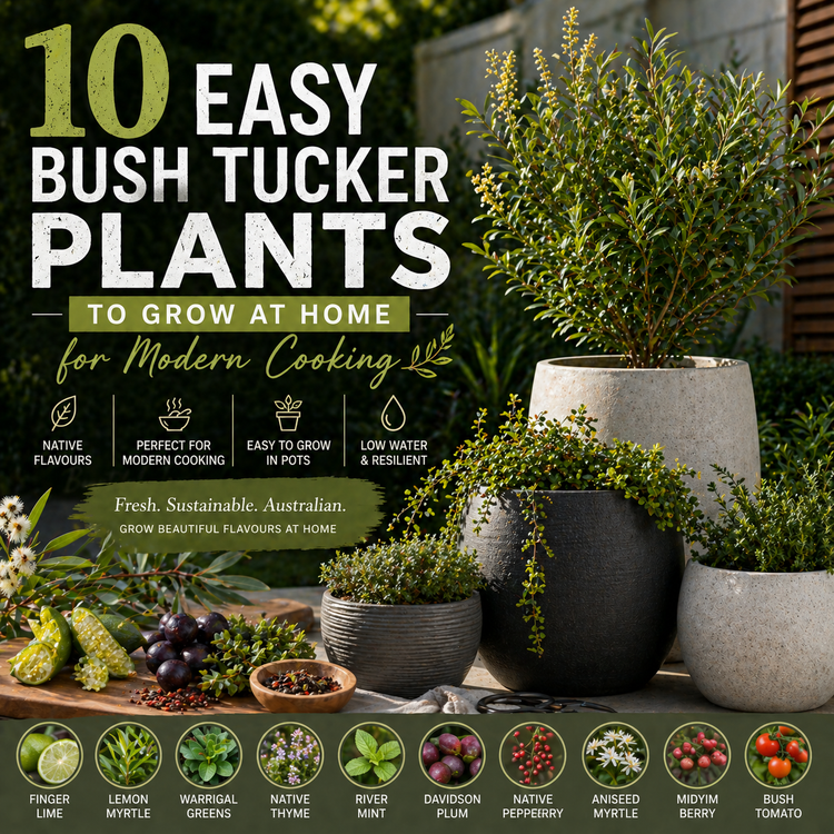 10 Easy Bush Tucker Plants to Grow at Home for Modern Cooking – The Nurso